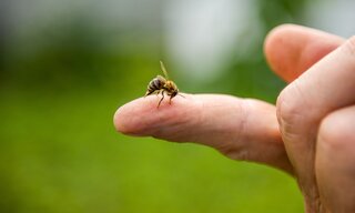 Allergy test: Identifying your allergy triggers for better control